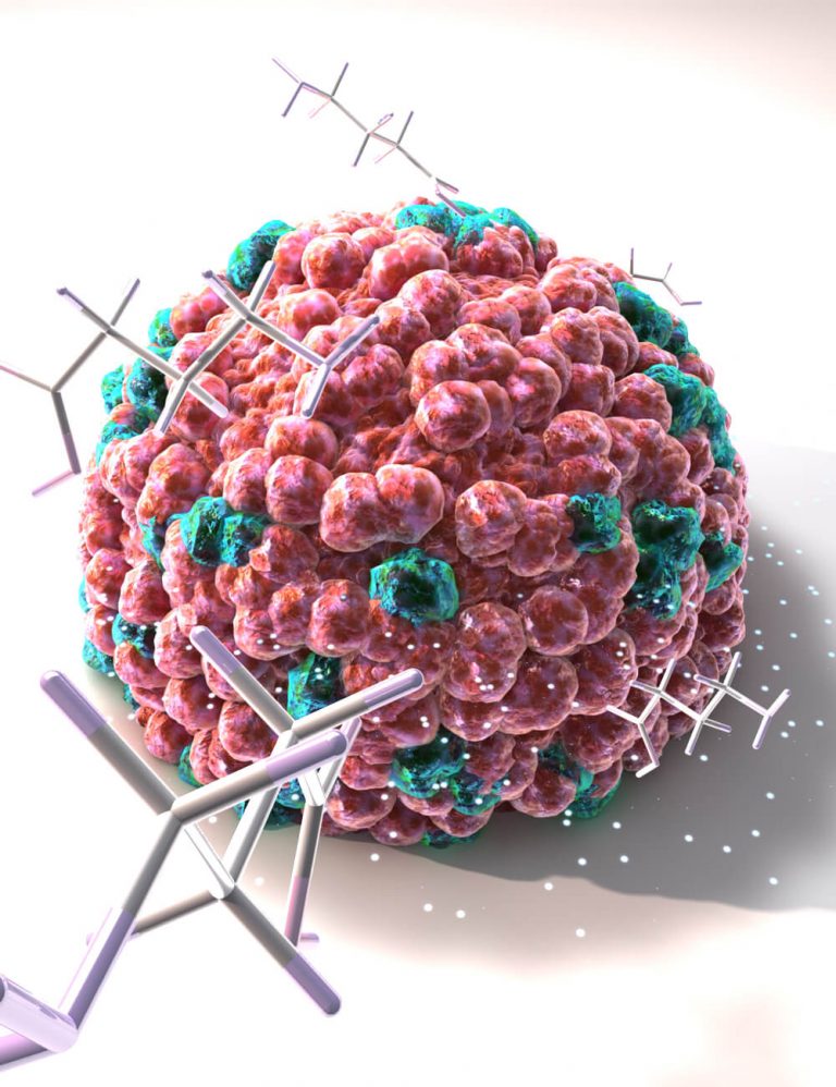 Biomedical Engineer Studies Islet Cells to Uncover the Processes of ...